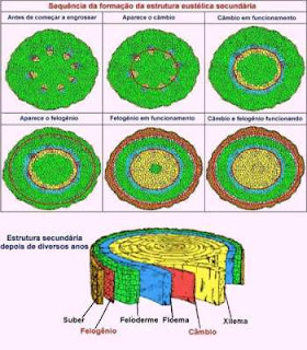 Angiospermas: Raiz,Caule e Folha